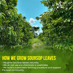 caffeine-free soursop herbal infusion