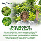 caffeine-free soursop herbal infusion