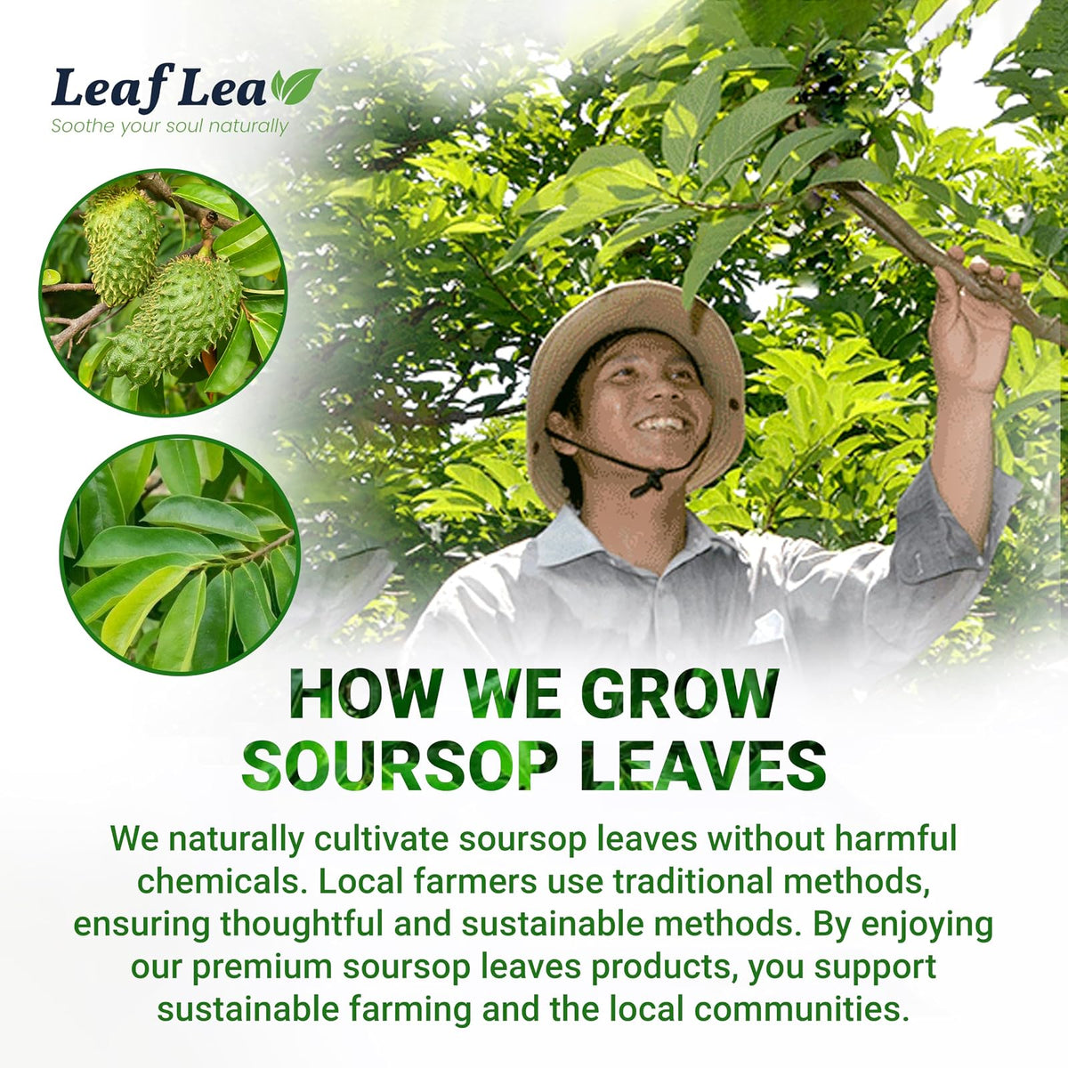 caffeine-free soursop herbal infusion