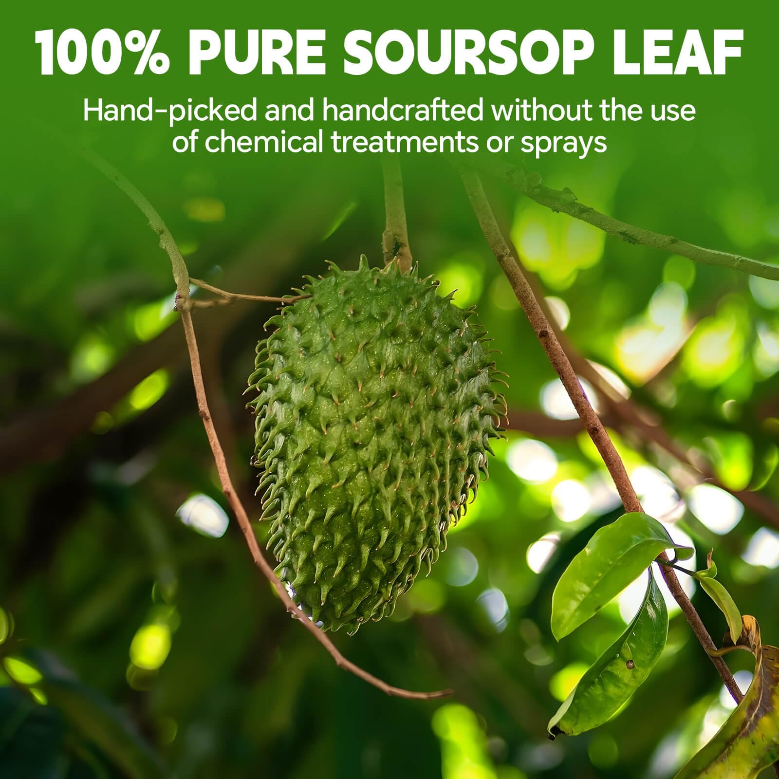 Caffeine-free soursop herbal tea