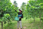 caffeine-free soursop tea option