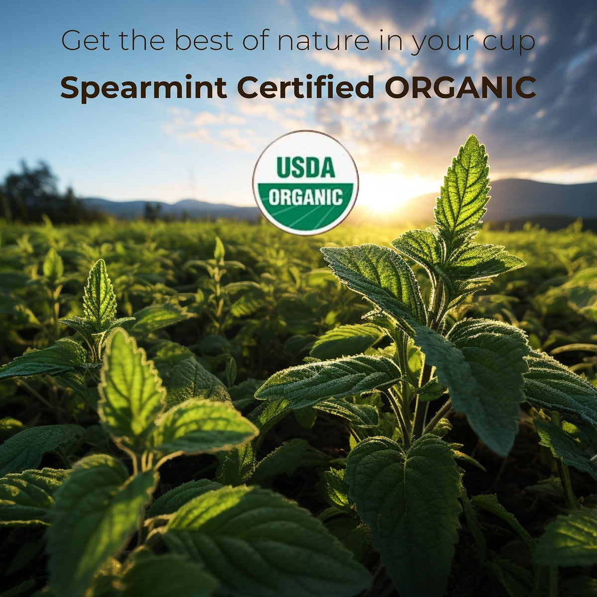 caffeine-free spearmint herbal tea