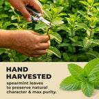 caffeine-free spearmint tea bags