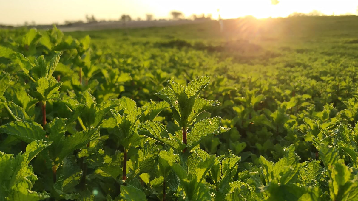 caffeine-free spearmint tea for relaxation