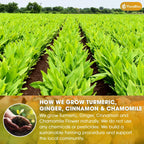caffeine-free turmeric ginger infusion