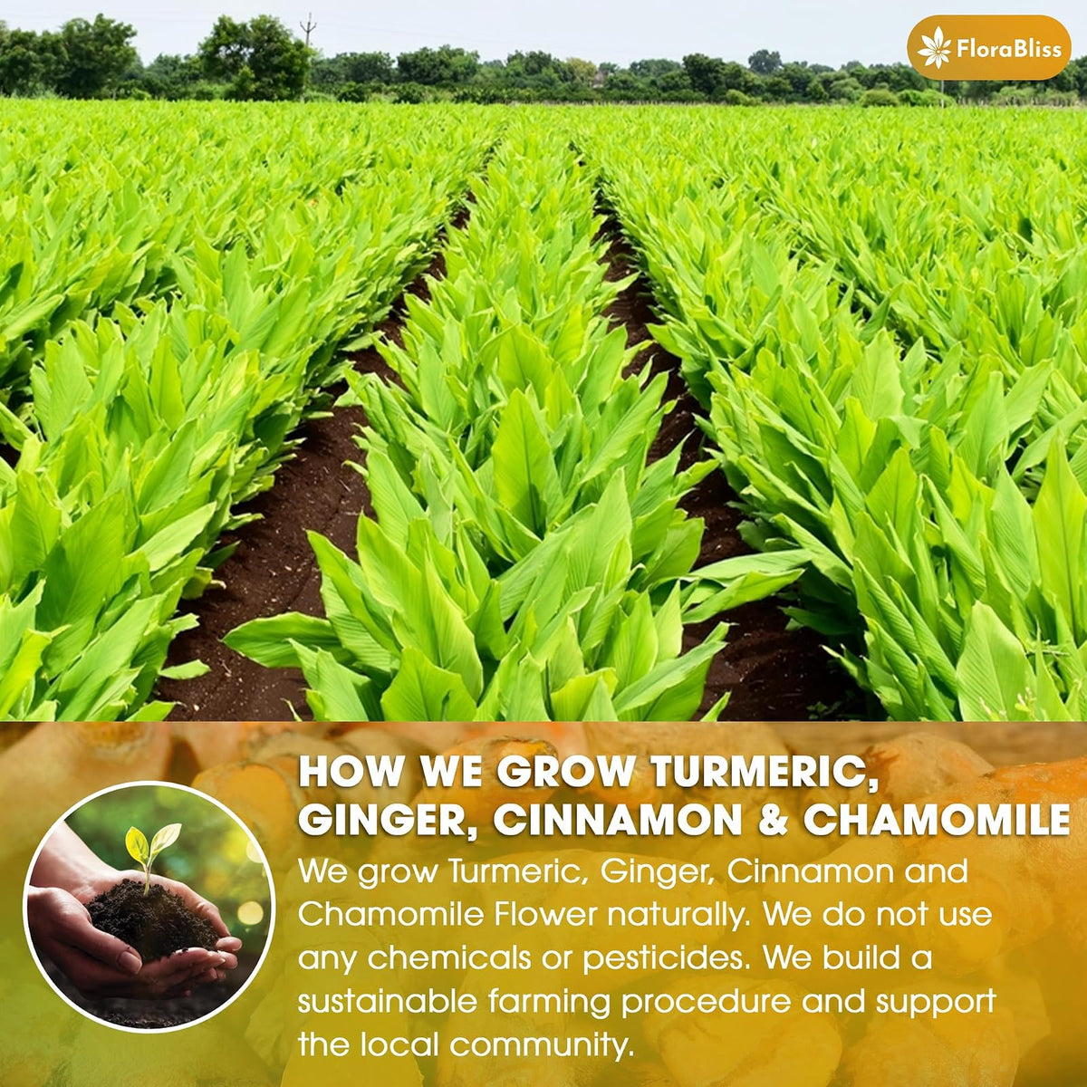 caffeine-free turmeric ginger infusion