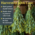 Caffeine-free wormwood herbal infusion