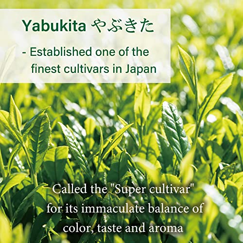 caffeine levels in green tea