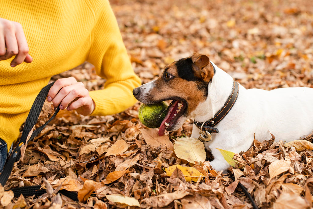 calcium carbonate for healthy pets