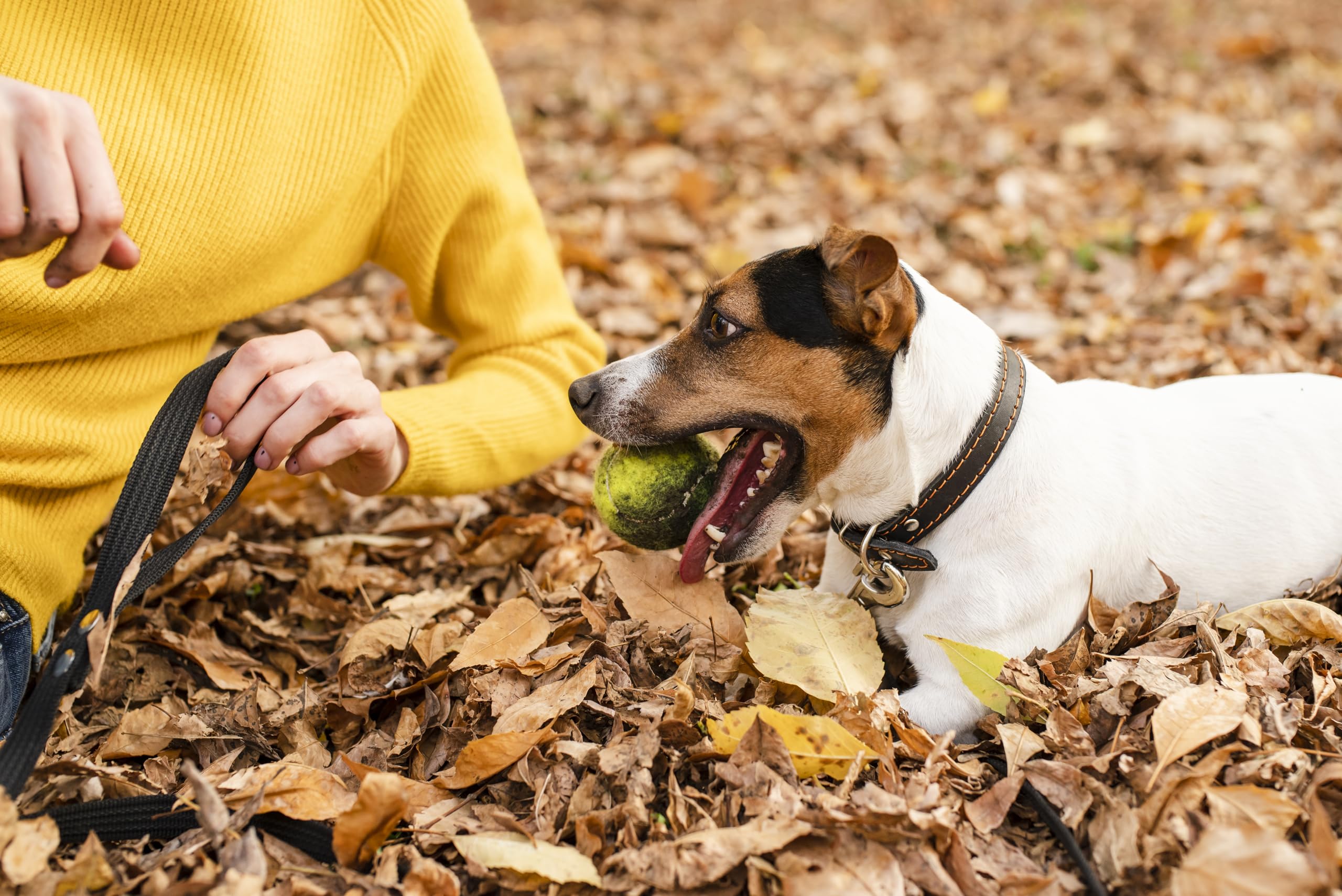 calcium carbonate for healthy pets
