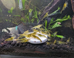 calcium feeder shells for strong bones