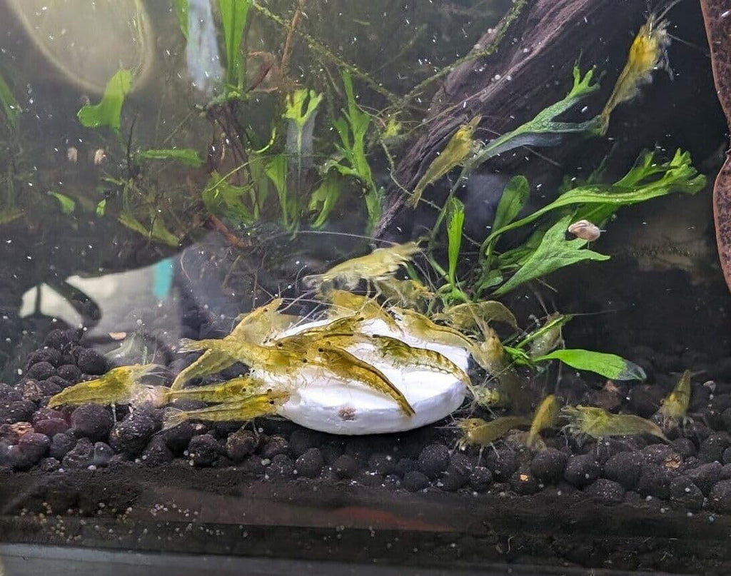 calcium-rich diet for snails