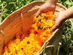 calendula petals for culinary use