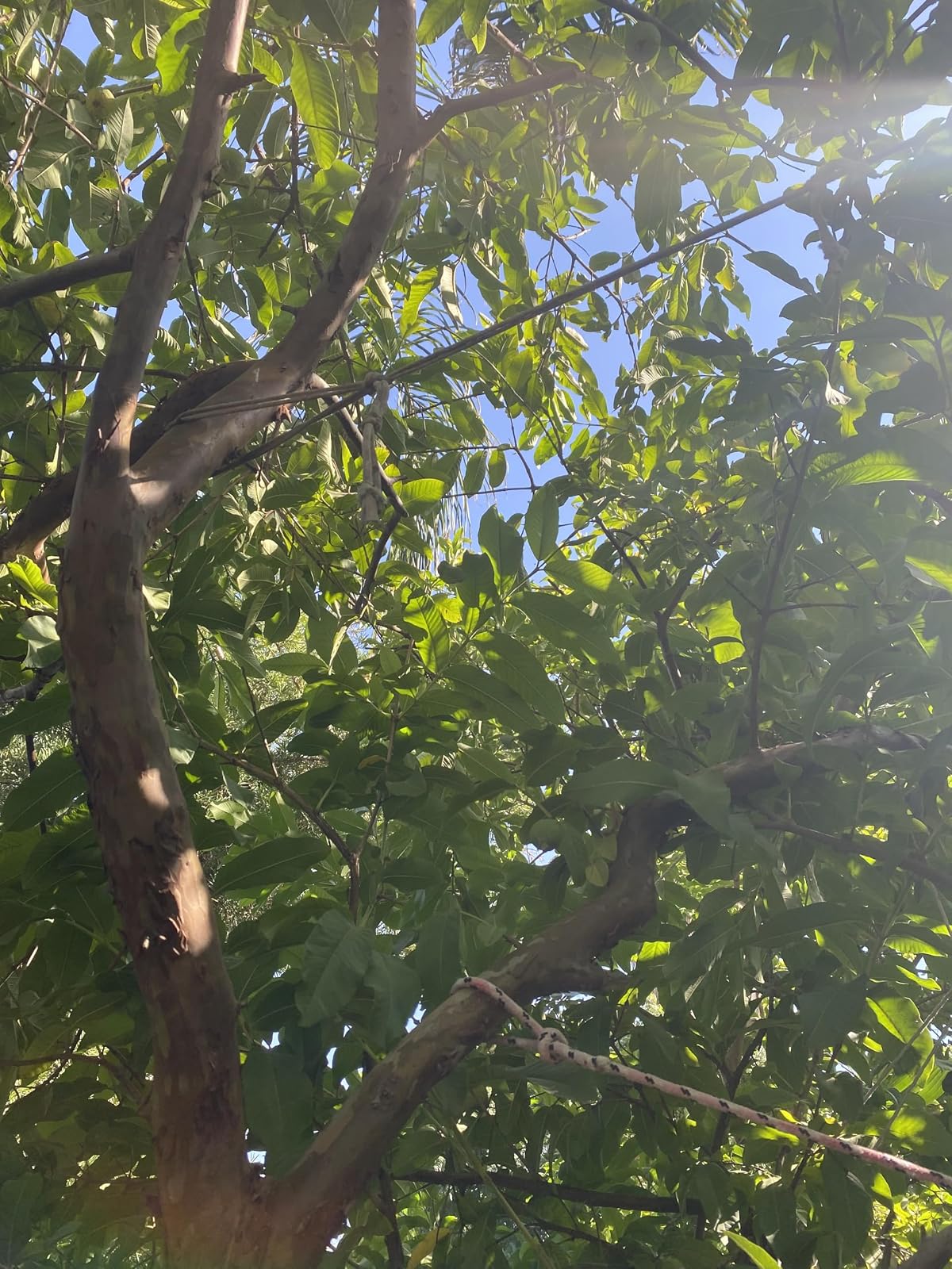 Calif guava leaves for digestive health