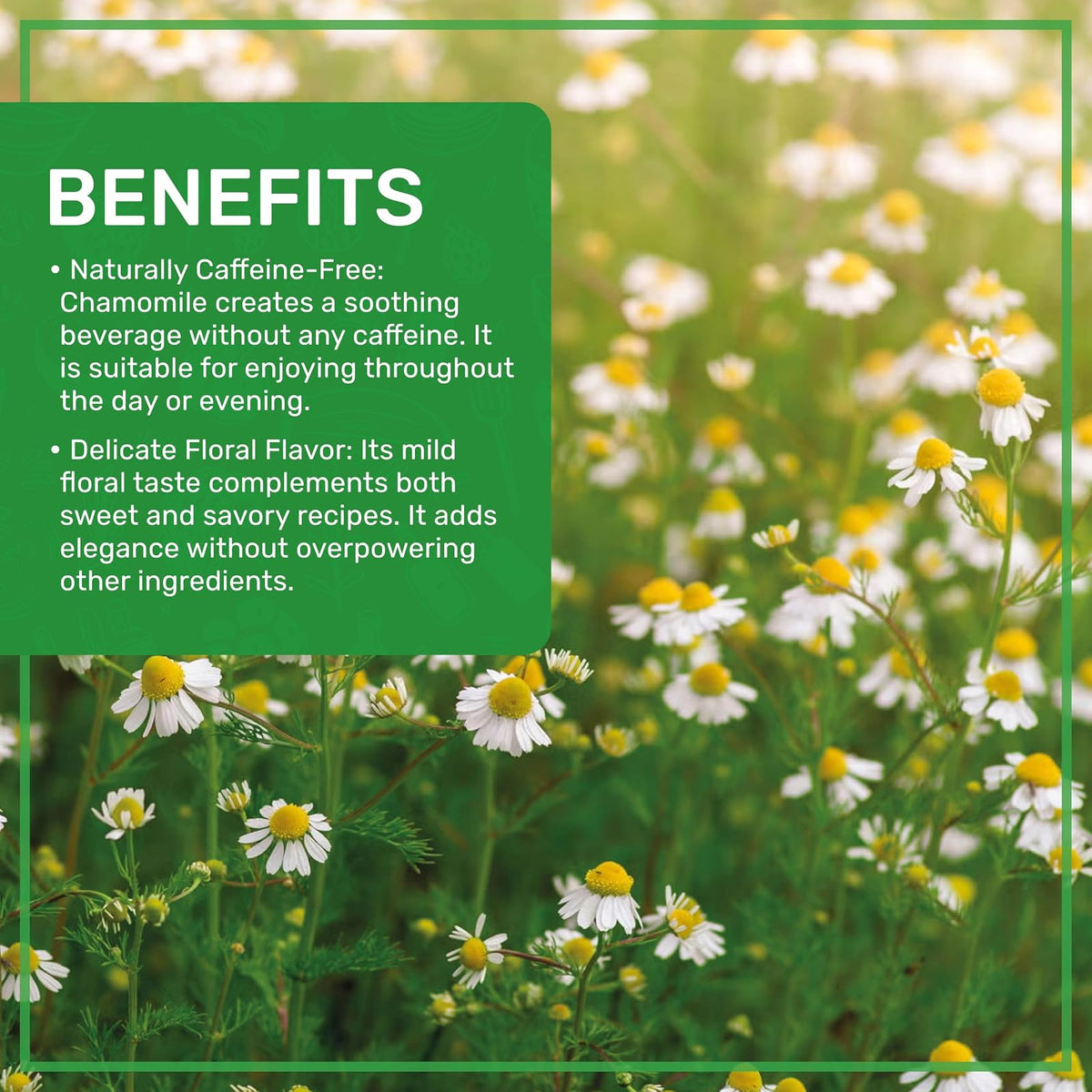 calming chamomile blossoms for bedtime