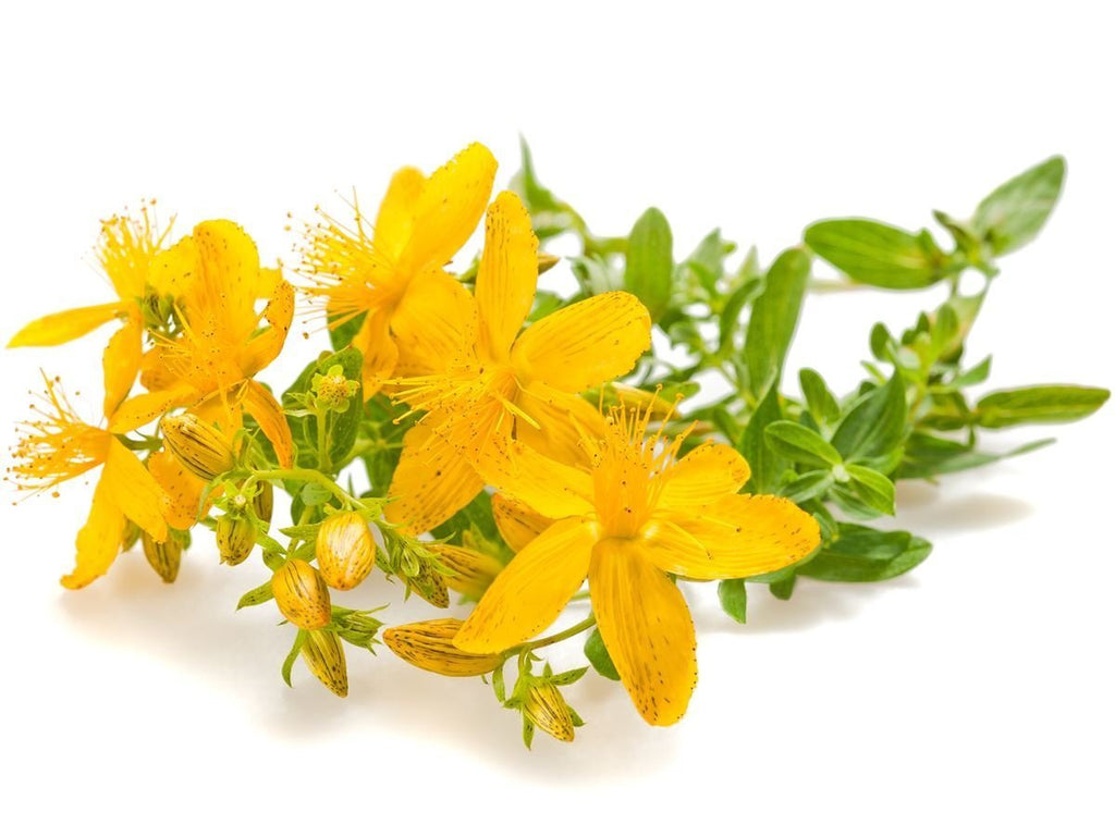calming effects of st. john's wort