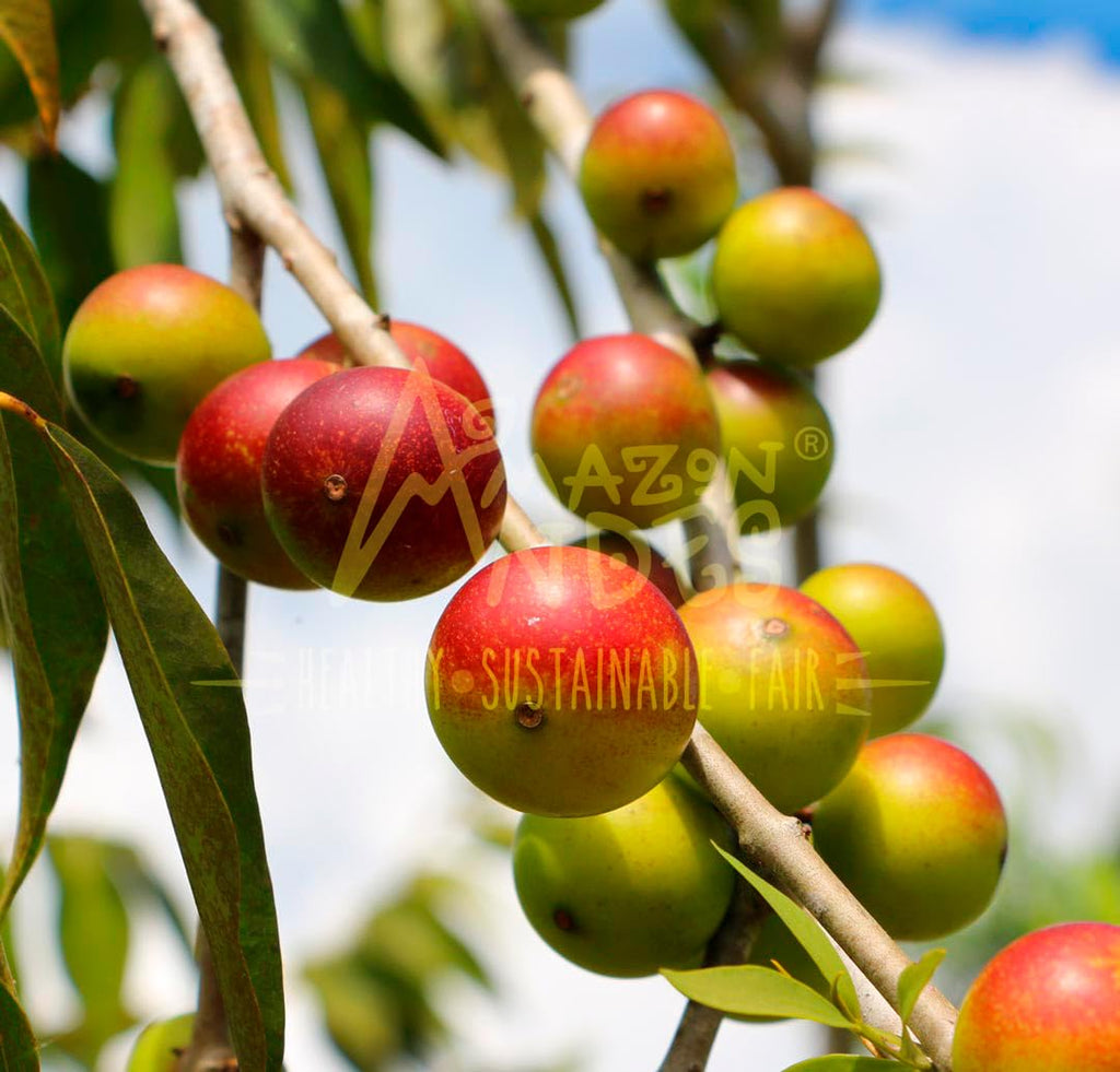 Camu Camu for immune support