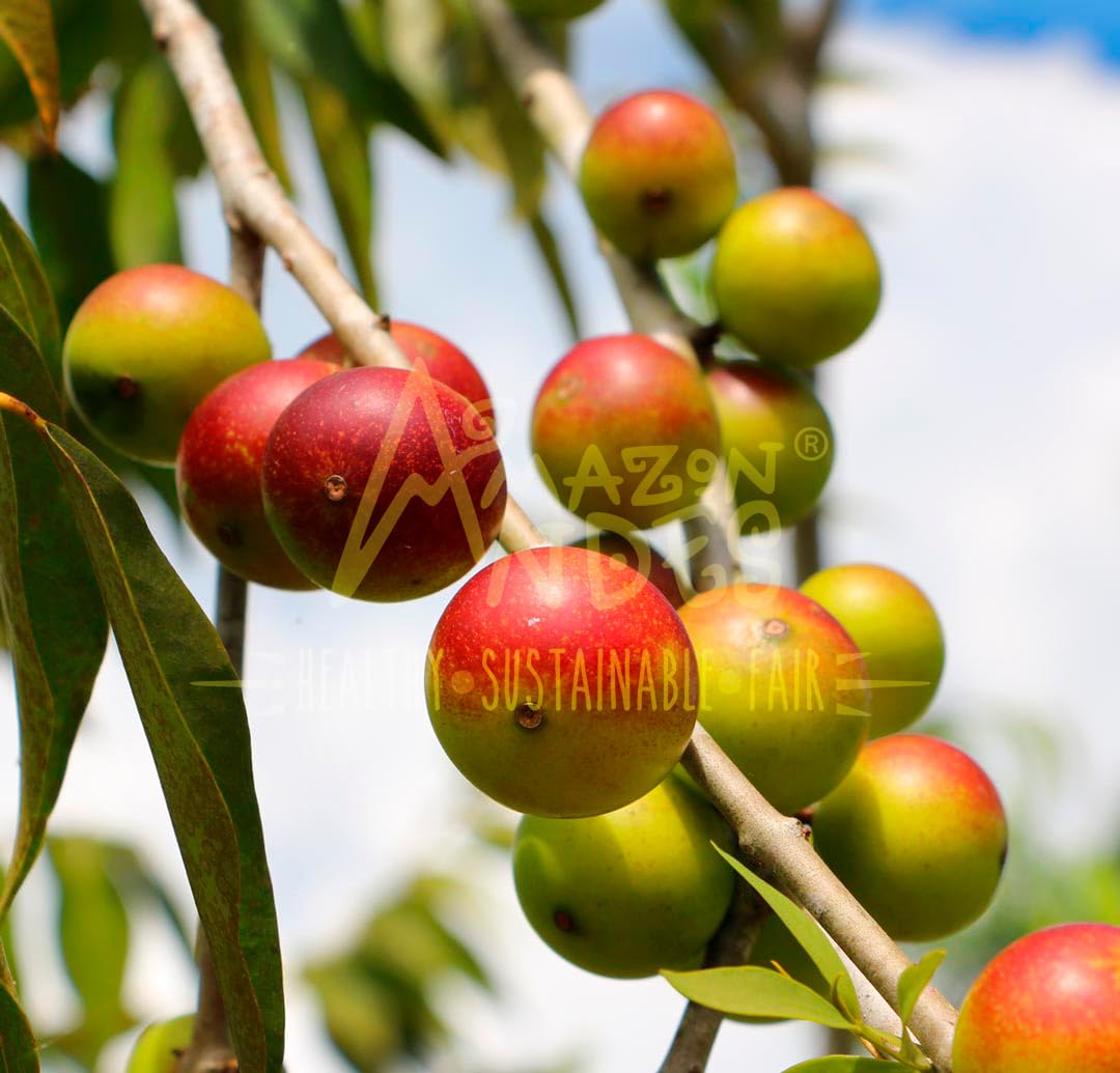 Camu Camu for immune support