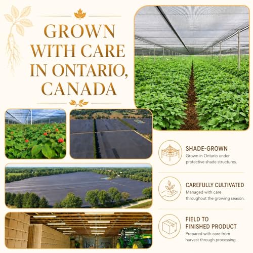 Canadian ginseng capsules for energy