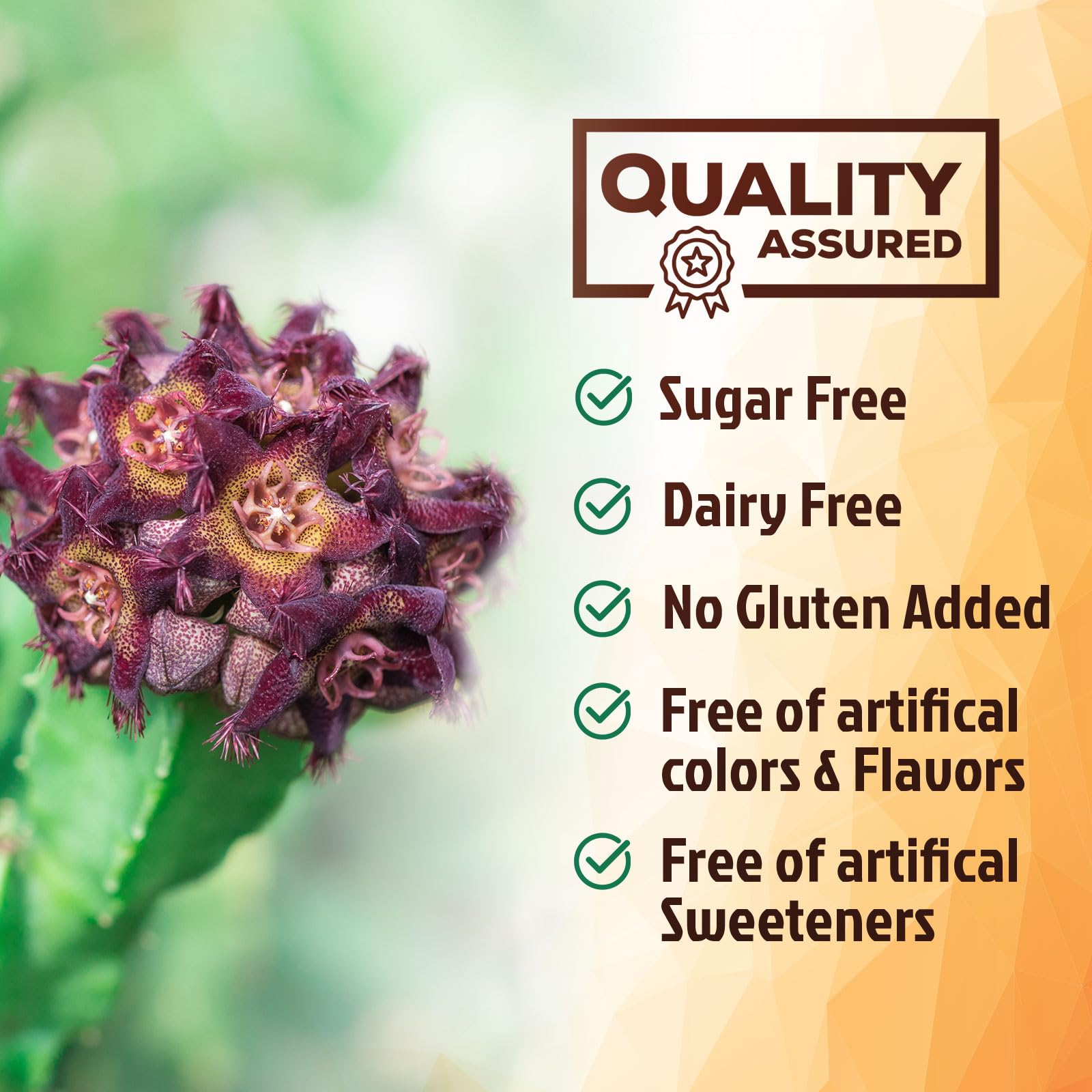 Caralluma extract for healthy weight management