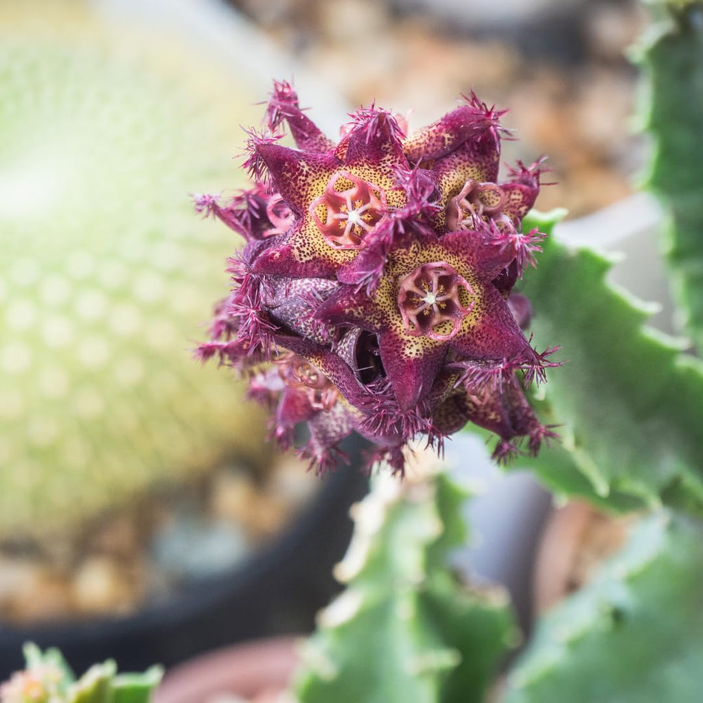 caralluma fimbriata for weight management