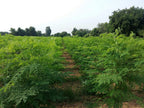 Carmel Organics herbal Moringa supplement