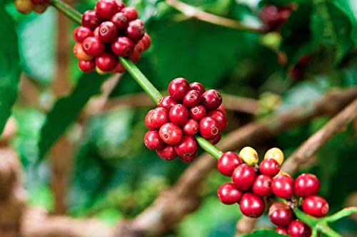 Cascara tea for herbal detox