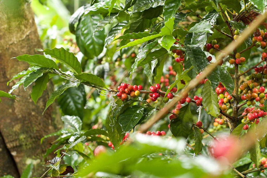 Cascara tea for natural energy