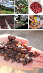 Cascara tea in eco-friendly packaging