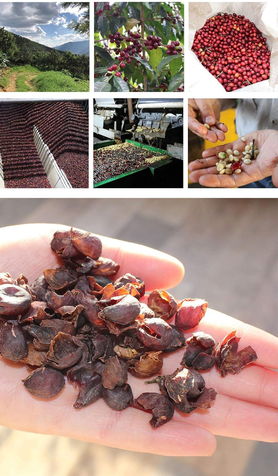 Cascara tea in eco-friendly packaging
