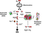 catalase capsules for energy boost