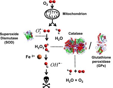 catalase capsules for energy boost