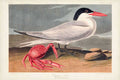 Cayenne Tern poster print artwork