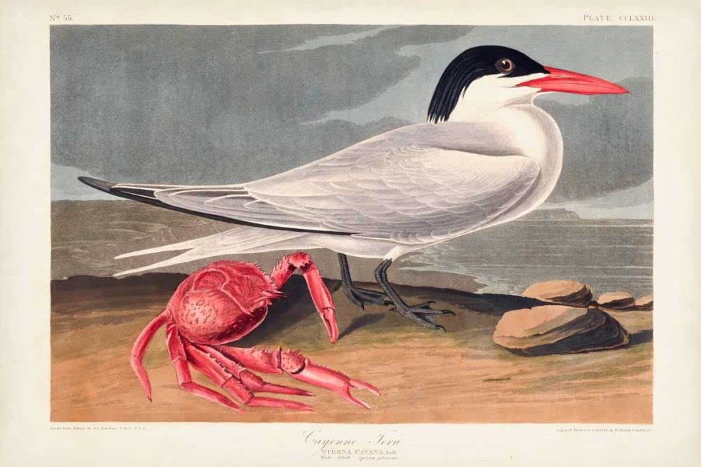 Cayenne Tern poster print artwork