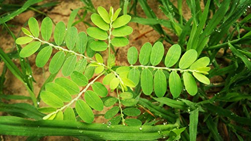Cedar Bear Chanca for digestion