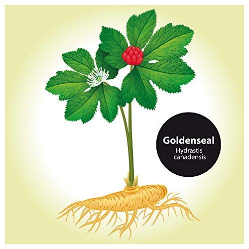 Cedar Bear echinacea for seasonal wellness