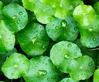 Cedar Bear focus and memory aid