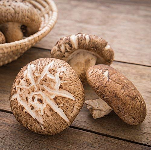 Cedar Bear mushrooms for holistic health