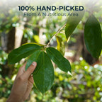 Celastrus Hindsii herbal infusion