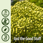celery seed extract for blood pressure support