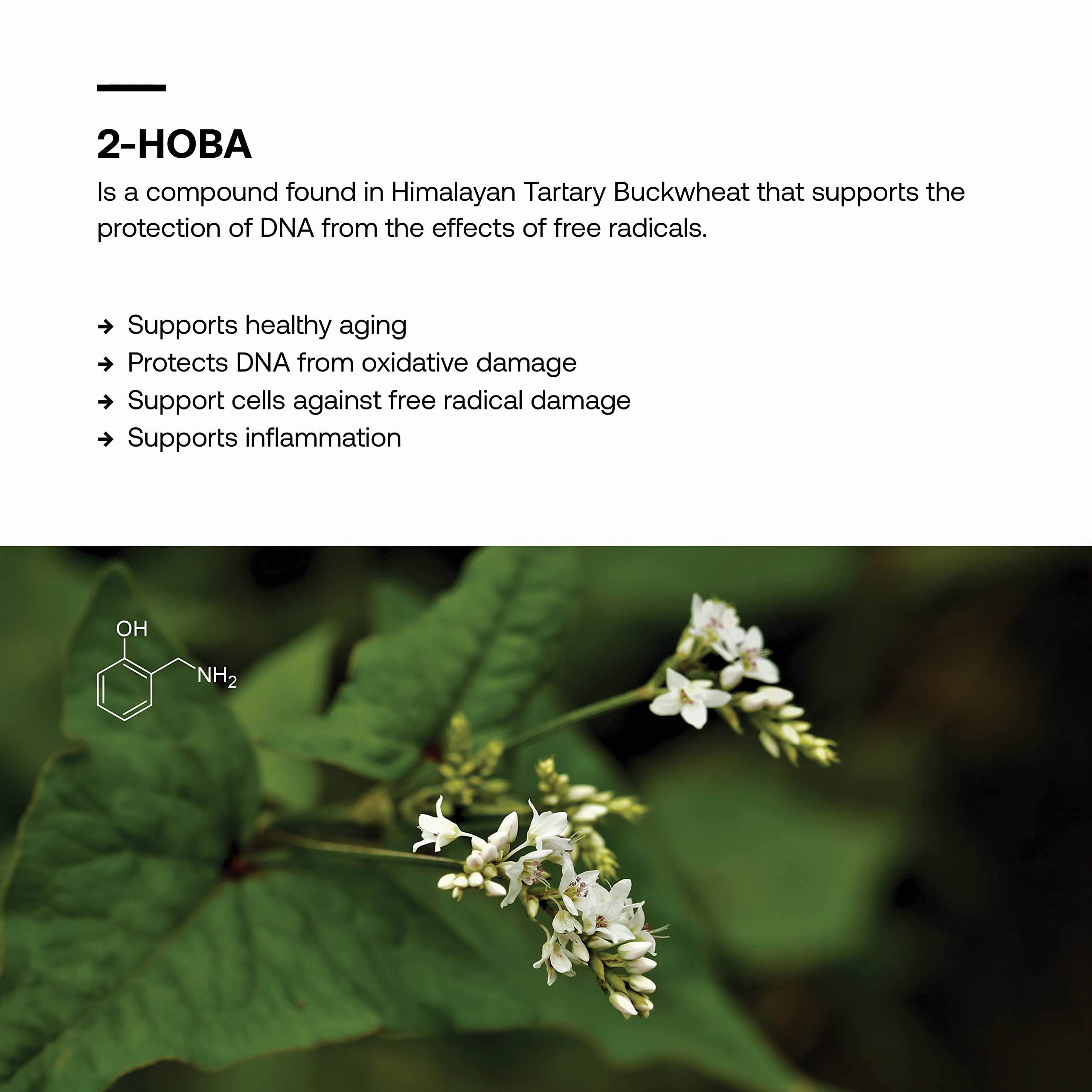 cellular defence with Hobamine capsules