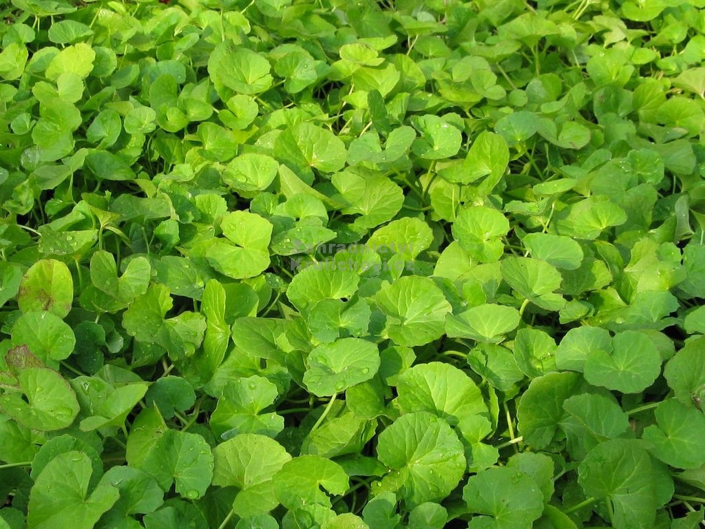 Centella Asiatica herbal supplement benefits