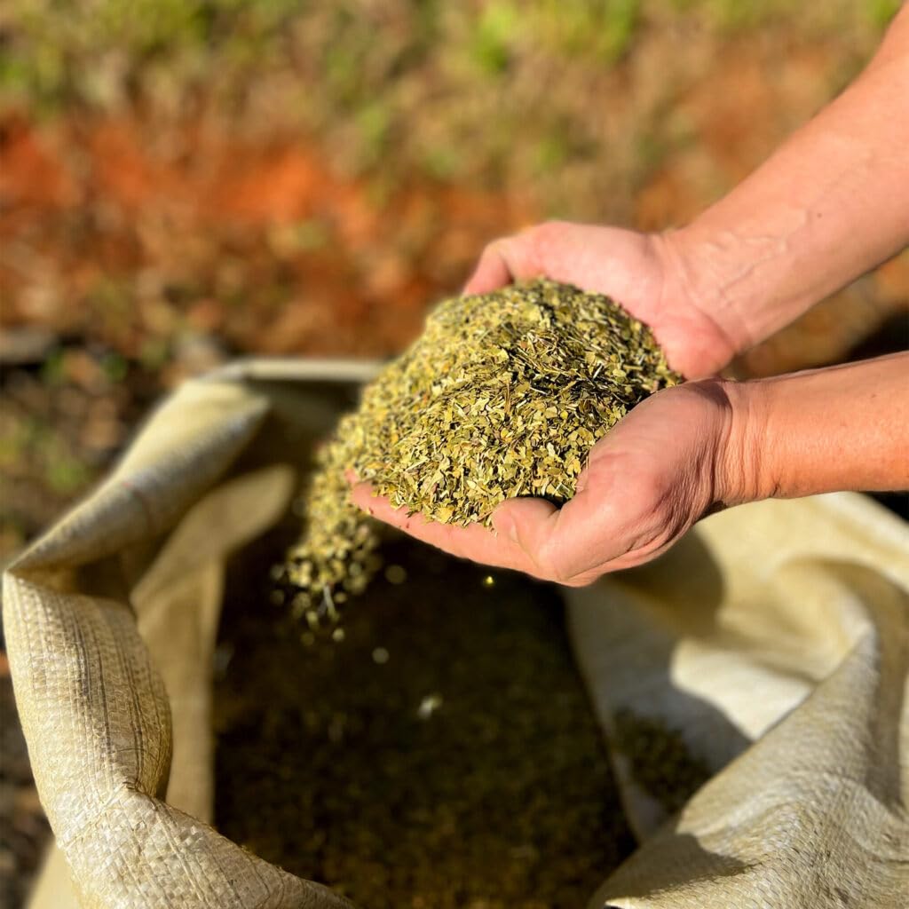Centenaria yerba mate for detox