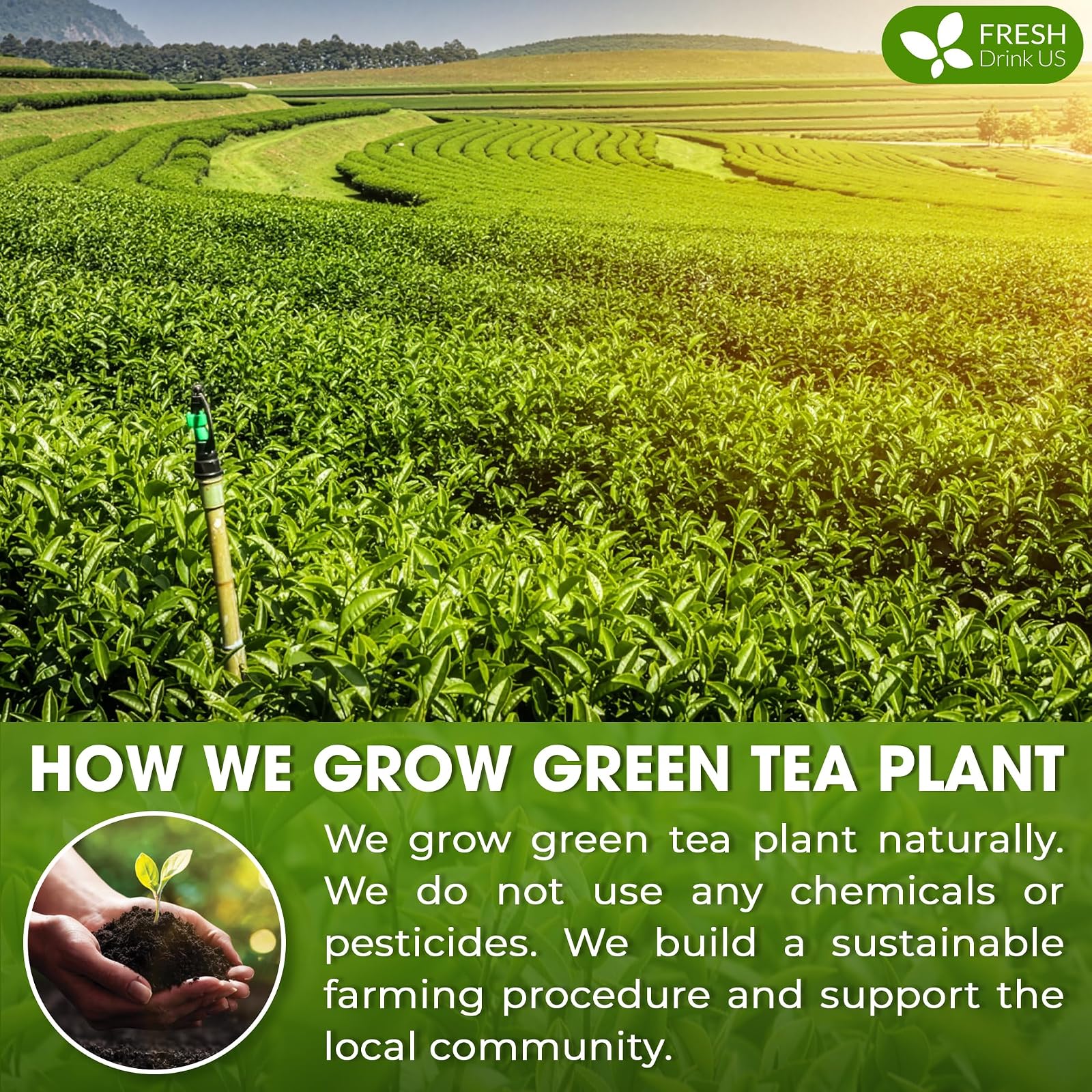 ceremonial grade green tea powder