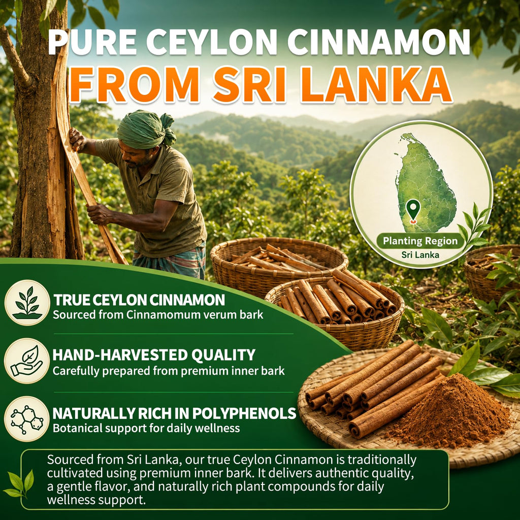 Ceylon cinnamon herbal capsules for energy