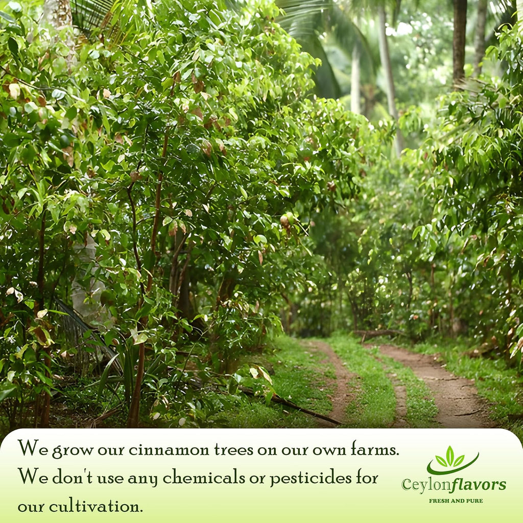 Ceylon cinnamon tea bags for relaxation