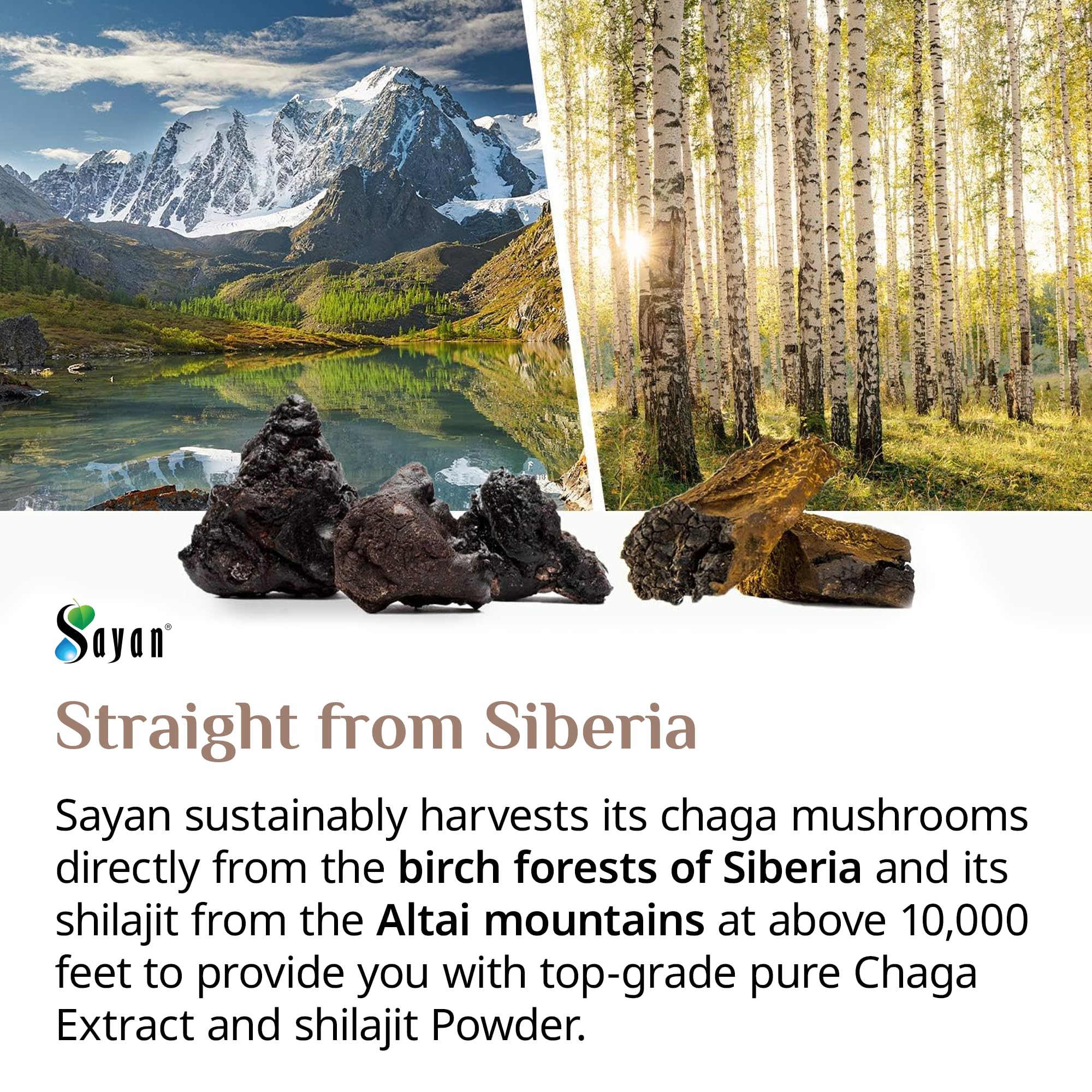 Chaga and Shilajit for wellness