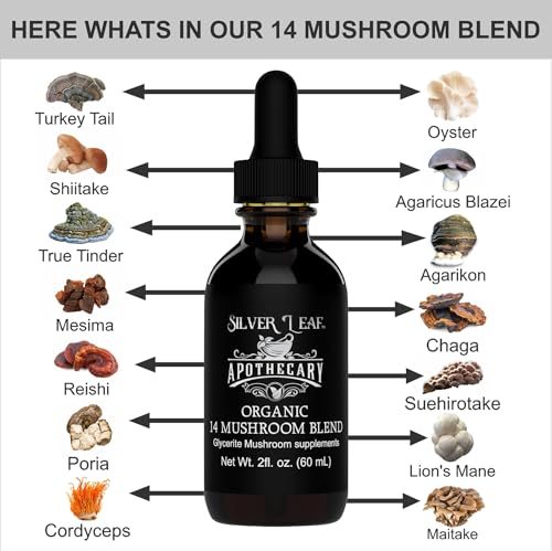 Chaga extract for enhanced focus