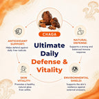 Chaga extract for immune support
