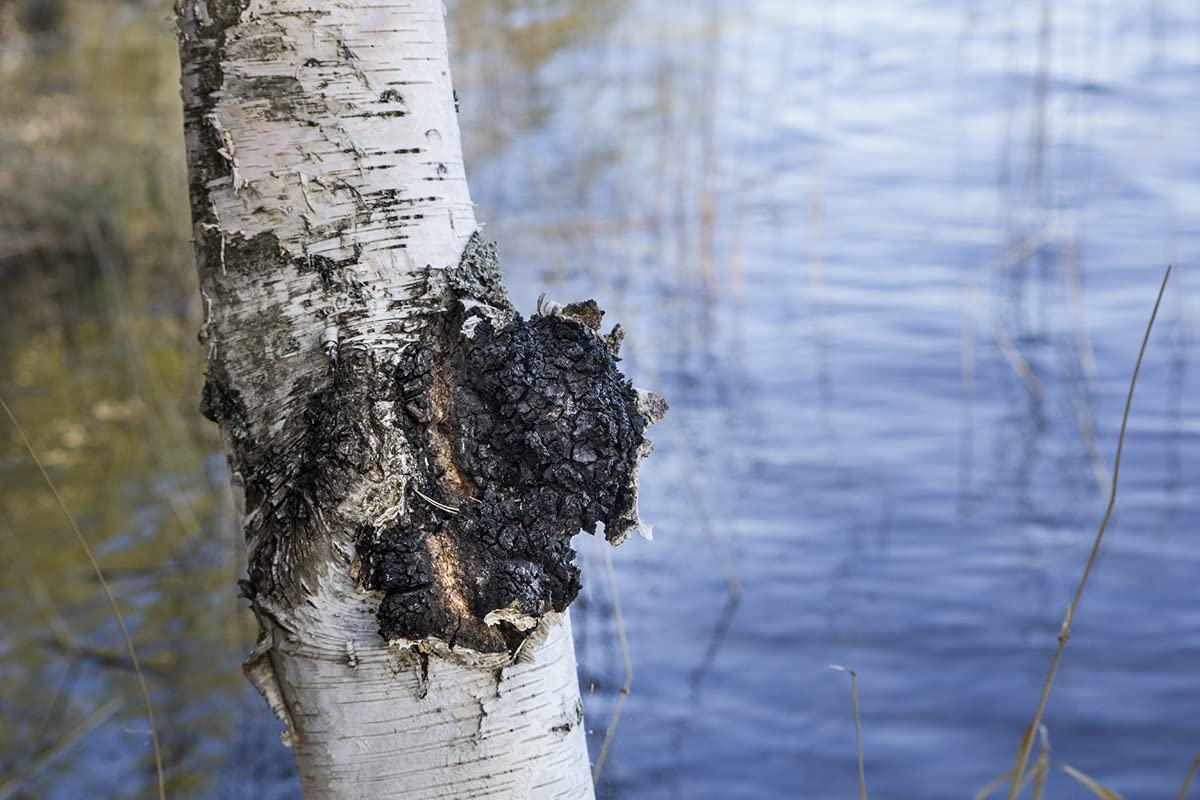 Chaga extract for stress relief